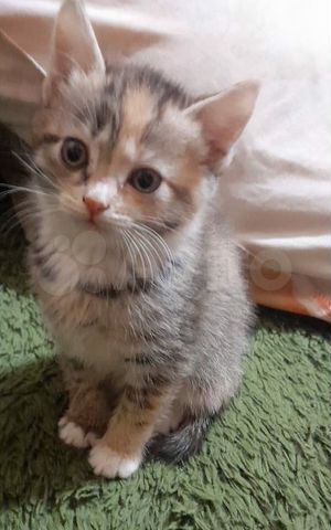 Маленький трехцветный котенок