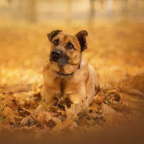 Солнечный Рыжик