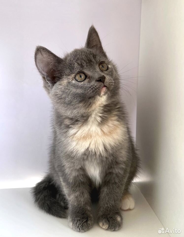 Котенок Тыковка