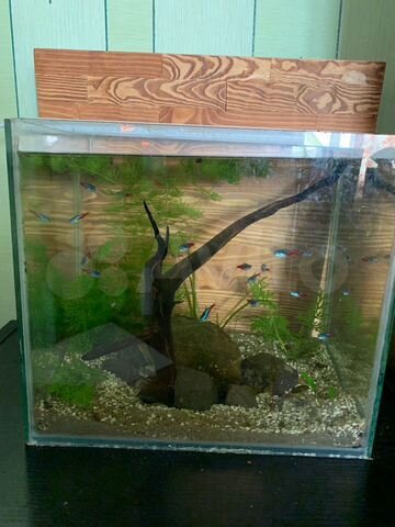 Аквариум 30 литров с рыбами