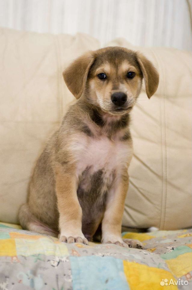 Шикарный парень ищет дом