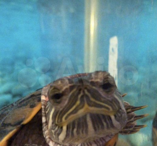 Отдам черепашку в хорошие руки